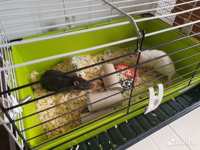 Крысы бесплатно