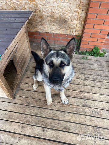 Восточноевропейская овчарка вязка