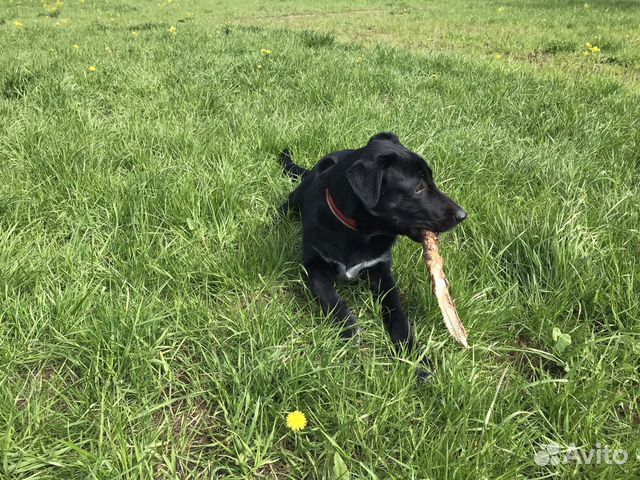 Отам собаку в добрые руки