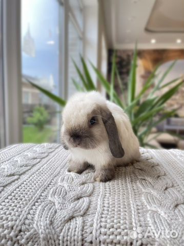 Miniature lop, гарантия миниатюрного мальчика