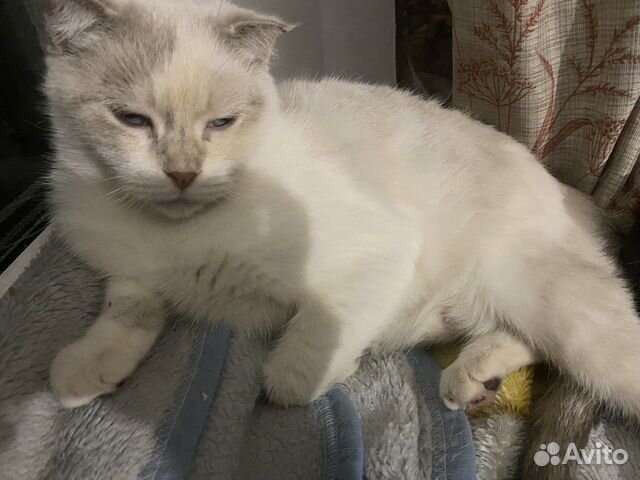 Кошка, смесь британки и шотландской веслоухой