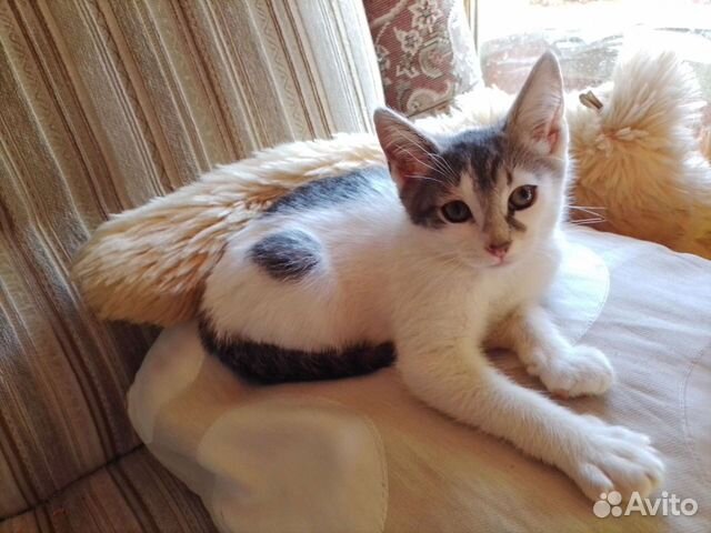 Зеленоград, котенок