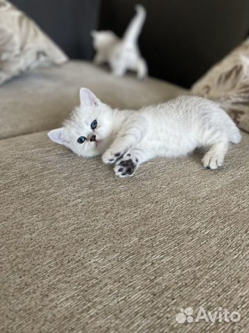 Британские котята серебристая шиншилла