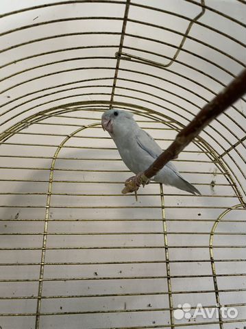 Воробьиный попугай