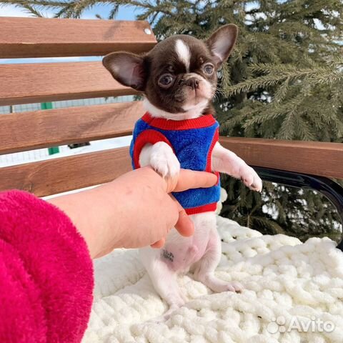 Чихуахуа Биг Босс