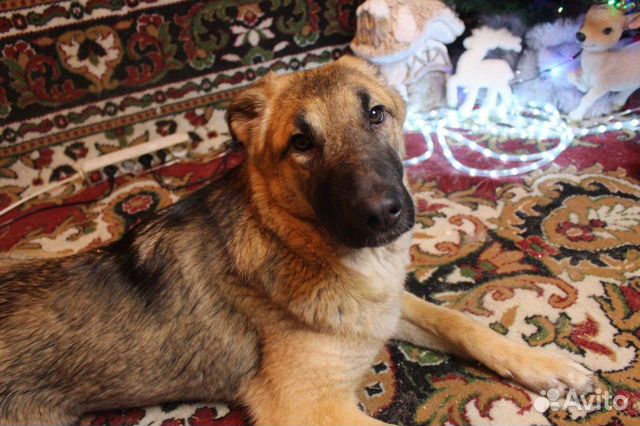 Щенок Ева 6мес от роду,ищет дом