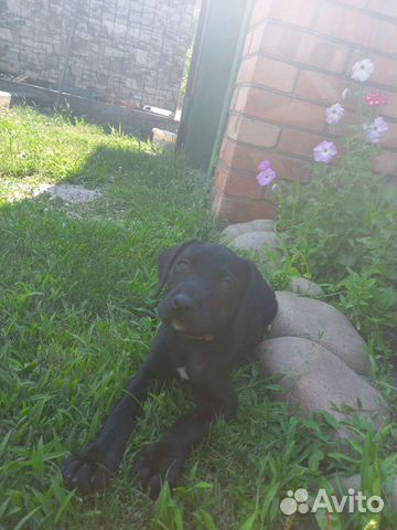 Сабаку в добрые руки