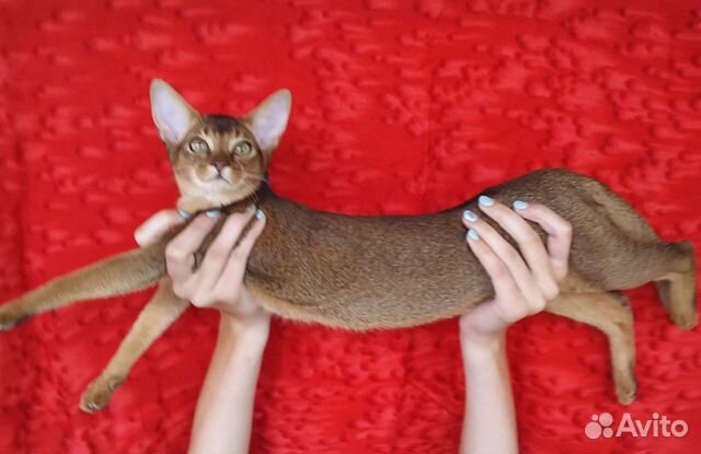 Абиссинские котята