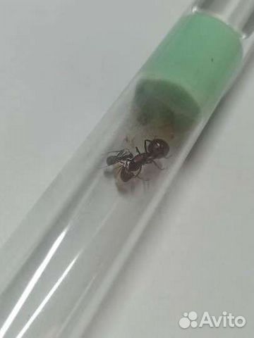 Camponotus nicobarensis