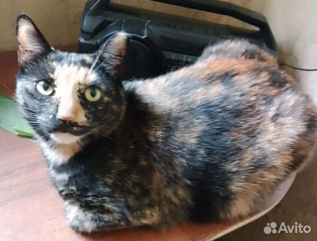 Кошечка Леся ищет дом