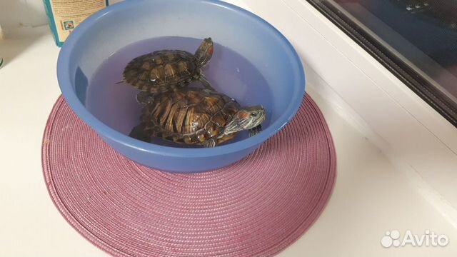 Красноухая черепаха