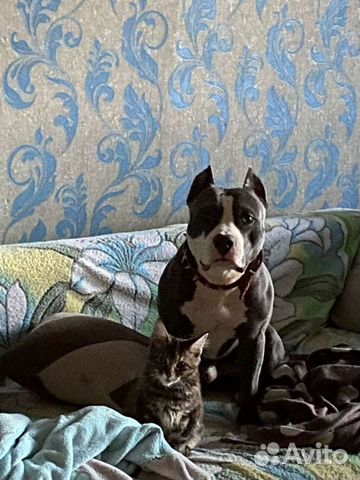 Стаффордширский терьер