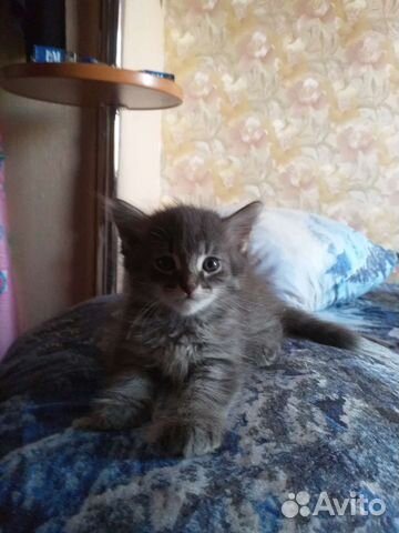 Котята сибирской породы