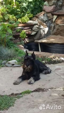 Цвергшнауцер вязка