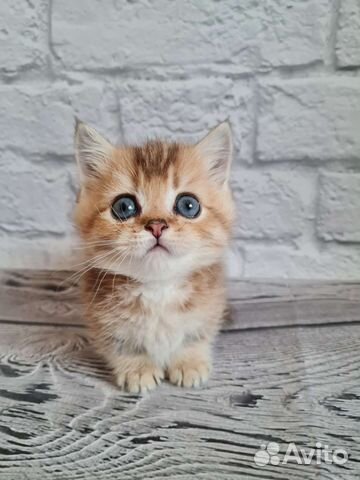 Манчкин скоттиш килт