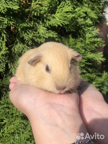 Морская свинка английский селф