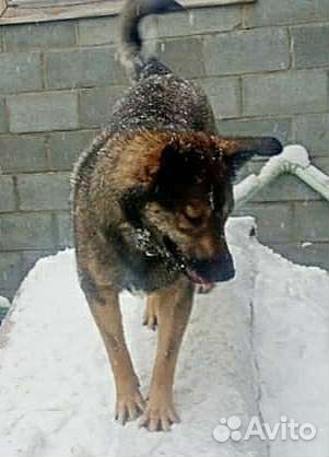 Щенок девочка 10 месяцев стерилизована