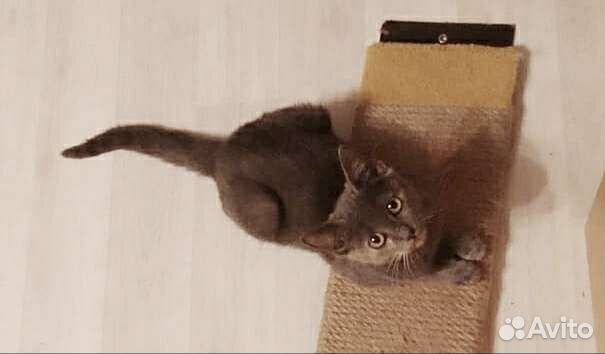 Котенок 2 месяца помесь Русская голубая трехцветн