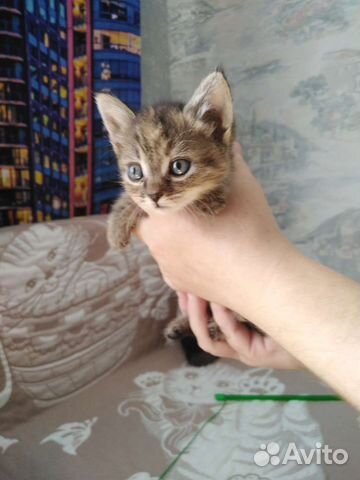 Кошечка 1.5 месяцев