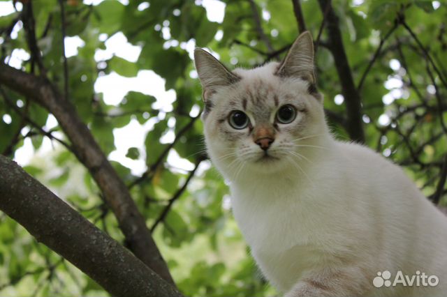 Котенок девочка породы Той-боб
