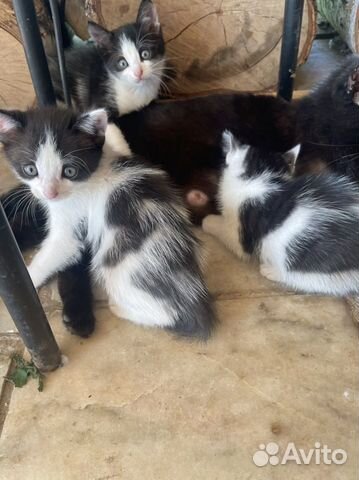 Отдам в добрые руки котят