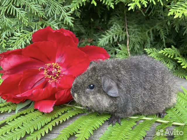 Американский тедди, самец