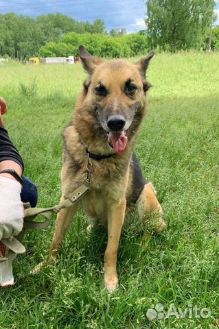 Собака в добрые руки