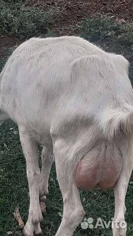 Зааненские козы дойные