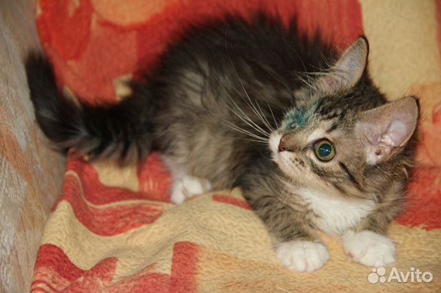 Необычная кошечка