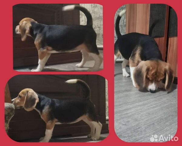 Девочка бигль ждёт вас