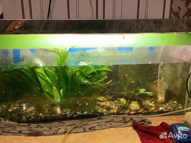 Аквариум