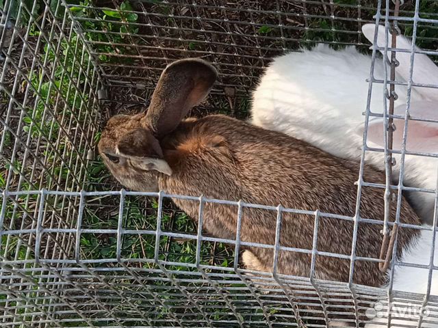 Кролики панон, бабочка