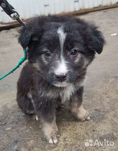 Щенок ищет дом