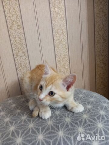 Отдам котёнка