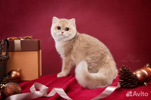 Мальчик BRI cy 12, отец BLH