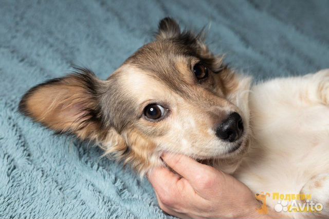 Очаровательная собачка Лиза ищет дом