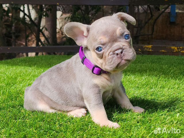 Французский бульдог