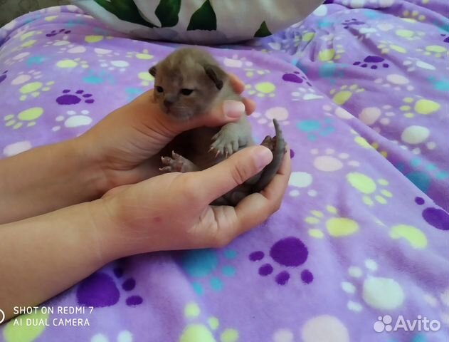 Бурманские котята