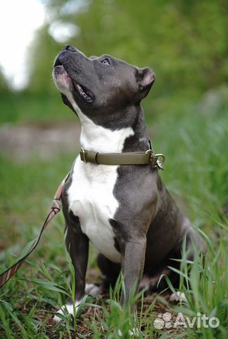 Стаффордширский терьер, амстаф, стаф