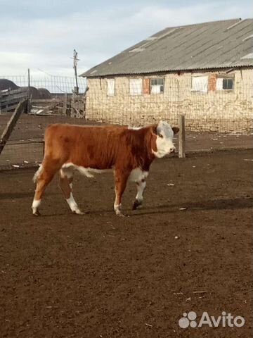 Тёлочки подсосные