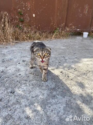 Вислоухий котенок мальчик