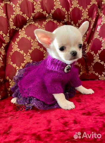 Нежность она такая