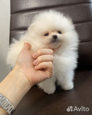 Супер мини померанский шпиц