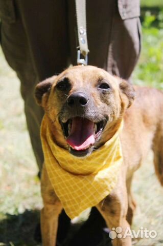 Маленькая хрупкая собака ищет дом
