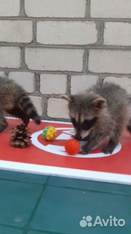 Малыши енота