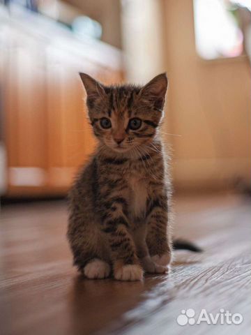 Шотланский прямоухий котенок