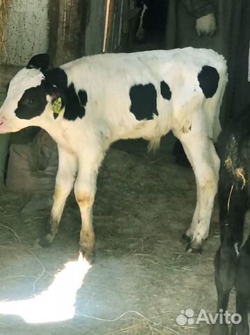 Телята бычки тёлочки с доставкой
