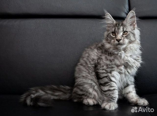 Потрясающий серебряный тигрёнок