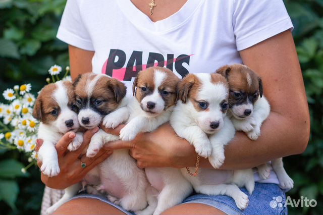 Щенки Джек Рассел терьер брокен