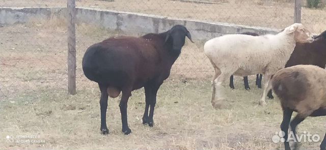 Гисарские бараны